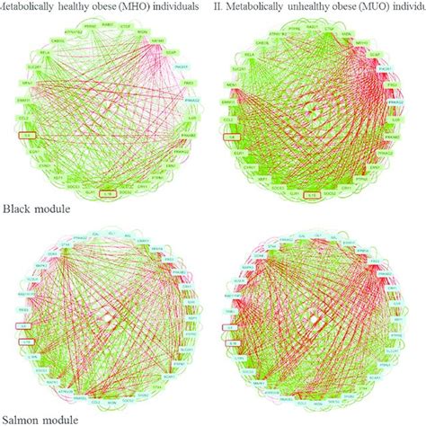 Network Visualization Of Inter Tissue Network Modules Visualization Of