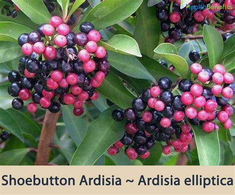 Facts About Shoebutton Ardisia Health Benefits