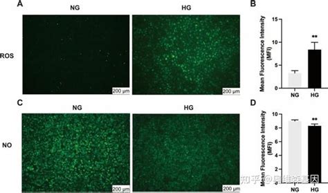 奥维森科技：if 8 2，多组学助力解密高糖对血管糖萼及其组成的影响！ 知乎