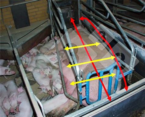 Dimension And Design Of The Farrowing Unit Articles Pig333 Pig To