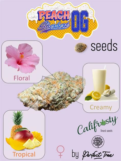 Rookie Grower Sold Peach Sherbert Og ค่าย Perfect Tree Facebook