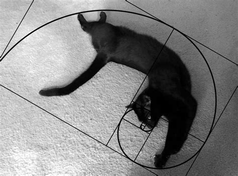 21 cats matching up with the fibonacci sequence proves that cats are