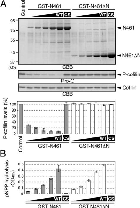 The Ssh N Domain Is Required For Cofilin Phosphatase Activity But Not Download Scientific