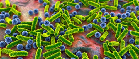 Ebook Investigating The Gut Microbiome Biotechniques