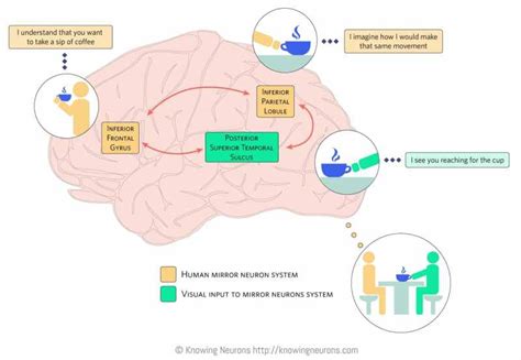 Neuron See Neuron Do The Mirror Neuron System And Clinical Implications Knowing Neurons