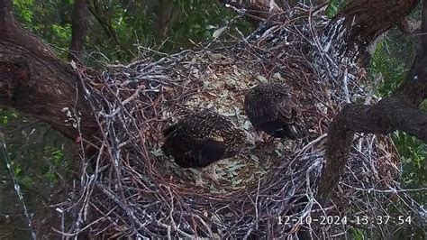 Sydney White Bellied Sea Eagle 12102024 1325 Youtube