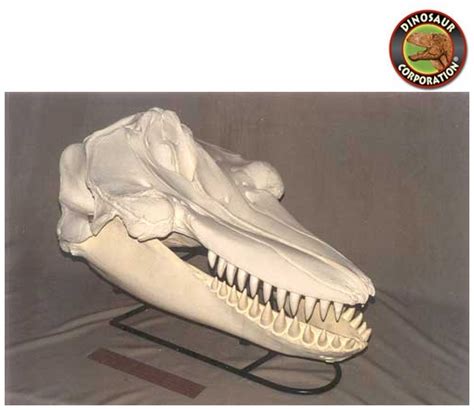 Orca Tooth Value