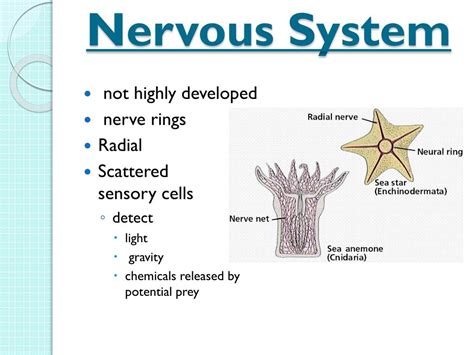 Ppt Echinoderms Powerpoint Presentation Free Download Id 2026451