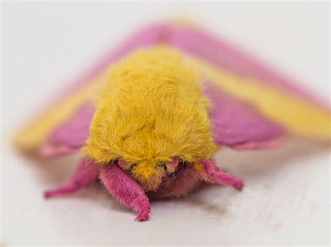 Rosy Maple Moth Face