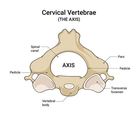 Axis Bone Function