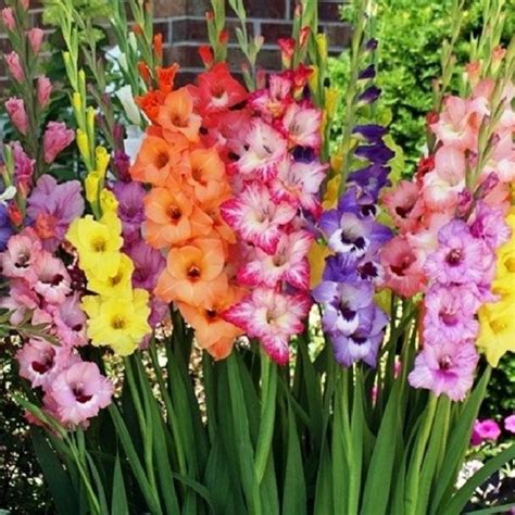 Gladiolus Etsy