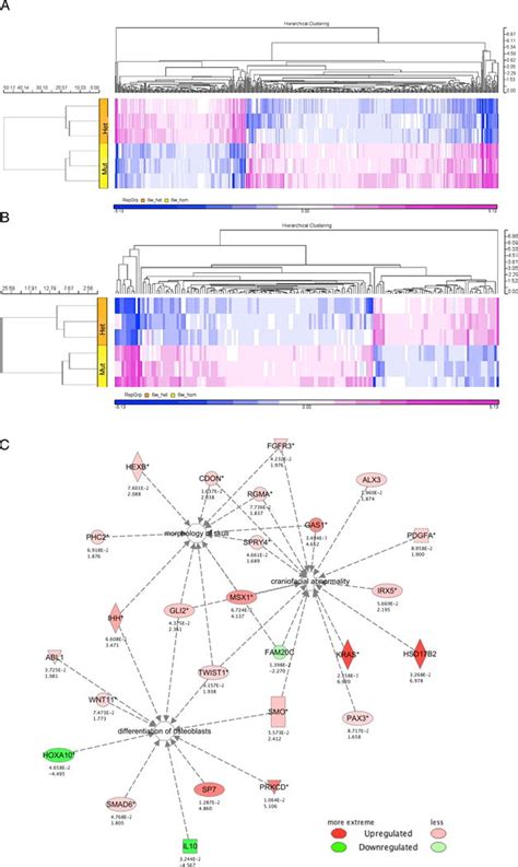 Osterix Sp7 Limits Cranial Bone Initiation Sites And Is Required For Formation Of Sutures Pmc