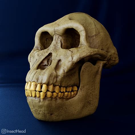 💀 Australopithecus Anamensis Skull Reconstruction・ Stl File For 3d Printing・cults