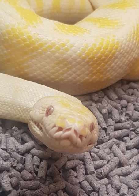 Albino Male Darwin Python Reptiles And Amphibians Gumtree Australia