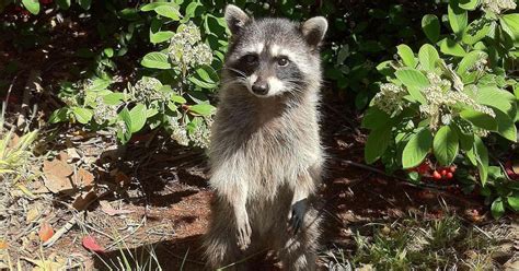 [100 ] Cute Raccoon Pictures