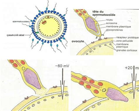 Reconnaissance Et Pénétration Du Spermatozoïde Diagram Quizlet