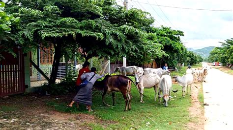 ပျဉ်းမနားမြို့နယ်၌ ကျွဲ၊ နွားများအား ခွာနာ၊ လျှာနာရောဂါကာကွယ်ဆေး
