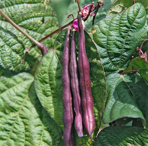 String Beans Plant