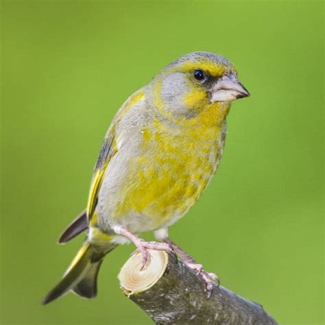 Green Finch Bird