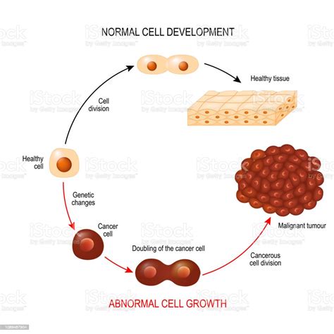 Cellule Tumorali E Cellule Normali Tessuto Sano E Tumore Maligno