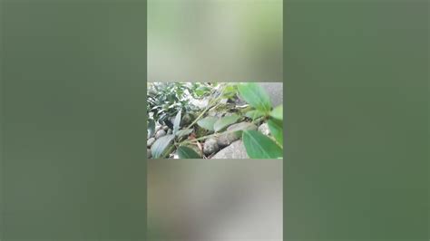 სამება ჯიხეთის დედათა მონასტერი Youtube