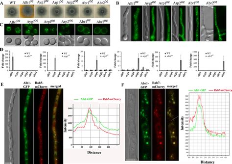 Distinct Subcellular Localization Patterns Among Melanin Enzymes When