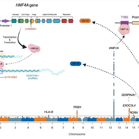 Genomic Meta Analysis Scan Of Plasma Ace2 Mapped Genes Are Labeled At Download Scientific