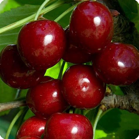 Cherry Tree Varieties Stone Fruits Ifa Country Stores