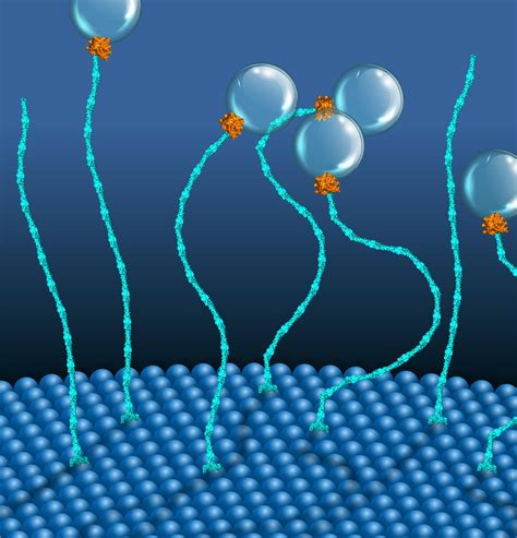 Scientists Discover A New Class Of Molecular Motors”
