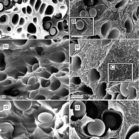 Ftir Spectra Of Polyimide Silica Hybrids Download Scientific Diagram