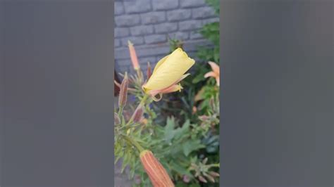 Энотера - цветок, который распускается вечером за несколько секунд ...