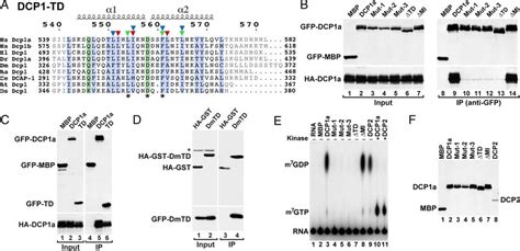 Dcp1 Trimerization Occurs In Vivo And Is Required For The Assembly Of Download Scientific