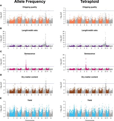 To Be Or Not To Be Tetraploid—the Impact Of Marker Ploidy On Genomic Prediction And Gwas Of