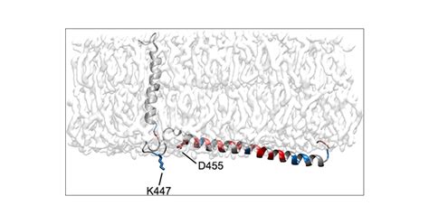 Salt Dependent Interactions Between The C Terminal Domain Of Osmoregulatory Transporter Prop Of