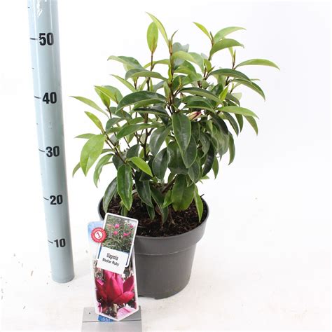 Magnolia Figo Stellar Ruby — Plant Wholesale Floraccess