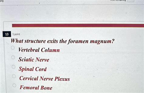 13 1 Point What Structure Exits The Foramen Magnum Vertebral Column Sciatic Nerve Spinal Cord