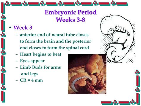 Ppt Reproductive Powerpoint Presentation Free Download Id 1115566