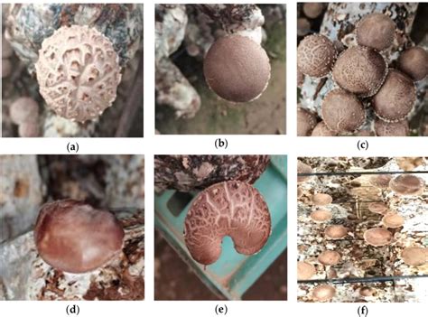 Varietal Classification And Shapes Of Various Fresh Shiitake Mushrooms