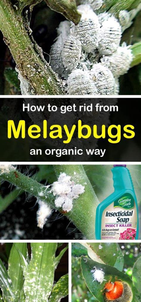 Organic Mealybug Control Garden Care
