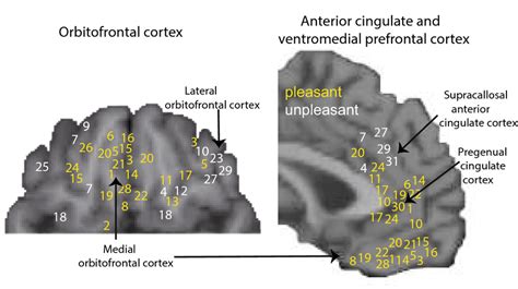 Maps Of Subjective Pleasure In The Orbitofrontal Cortex Ventral View