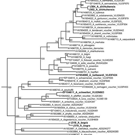 Fragment Of Consensus Bayesian Tree Of The Subgenus Agrodiaetus