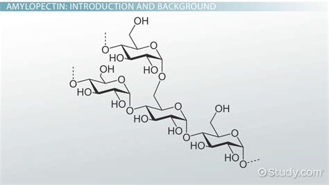 Amylopectin Definition Structure And Function Lesson