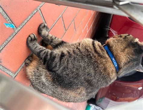 キジトラ 青い首輪 耳カット無性別不明