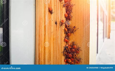 Colony Of Firebug Pyrrhocoris Apterus On A The Wooden Trim Of A