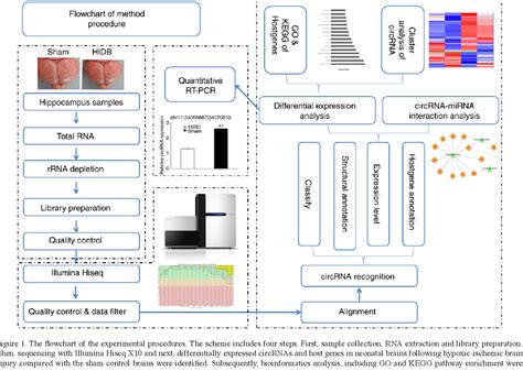 Figure 1 From Circular Rna Expression Profiles In Neonatal Rats Following Hypoxic Ischemic Brain