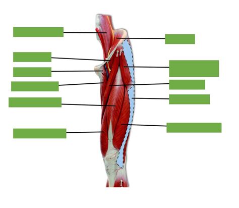 Superficial Muscles Of The Left Thigh Anterior View Model Diagram Quizlet