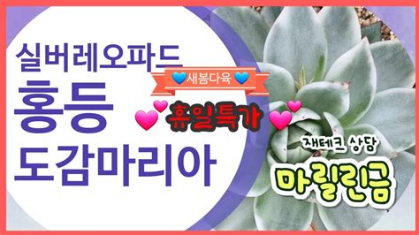 11월27일 일요일 알토랑같은 아이들 소개해드려요 마릴린 도감마리아 콩 에보니 식물 힐링 구독 행복
