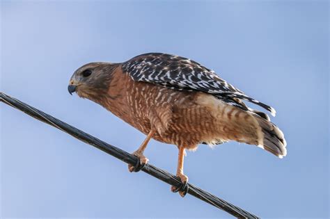 Coopers Hawk Sierra Nevada Aquatic Research Laboratory