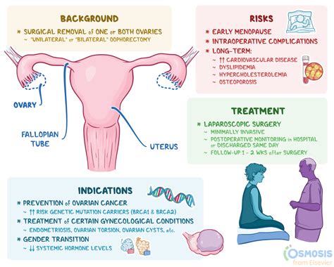 Oophorectomy What Is It Indications Benefits And Risks And More Osmosis