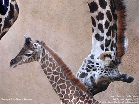 زرافه درحال نوازش بچه اش